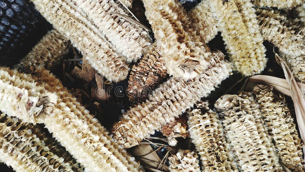 Peeled Corn, Leaving a Shell Like this Stock Image - Image of peeled ...