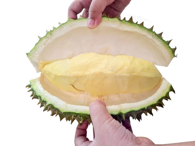 313 Durian Isolate Stock Photos - Free & Royalty-Free Stock Photos from ...