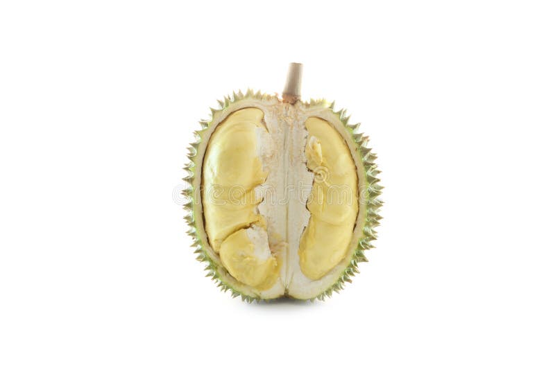 Ripe Durian Isolated on White Background. Stock Image - Image of ...