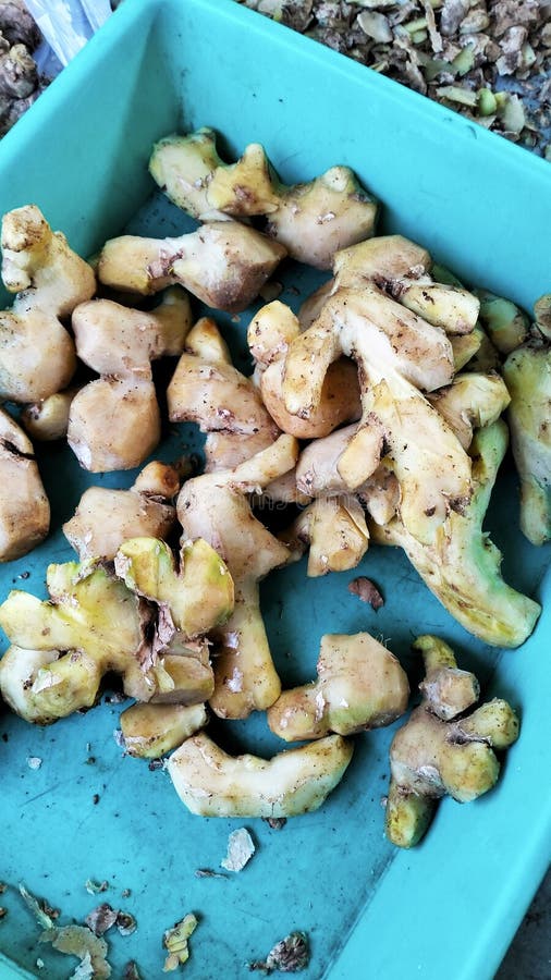 Peeled ginger root stock image. Image of curry, ground - 330153635