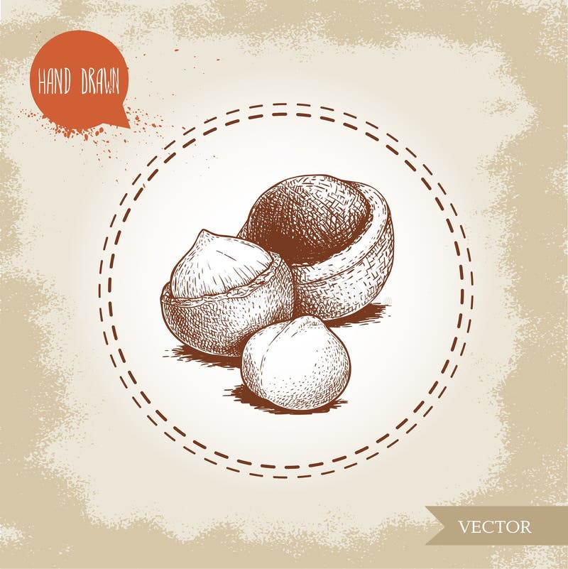 Peeled Macadamia Nut Seed and with Shell. Hand Drawn Sketch Style ...
