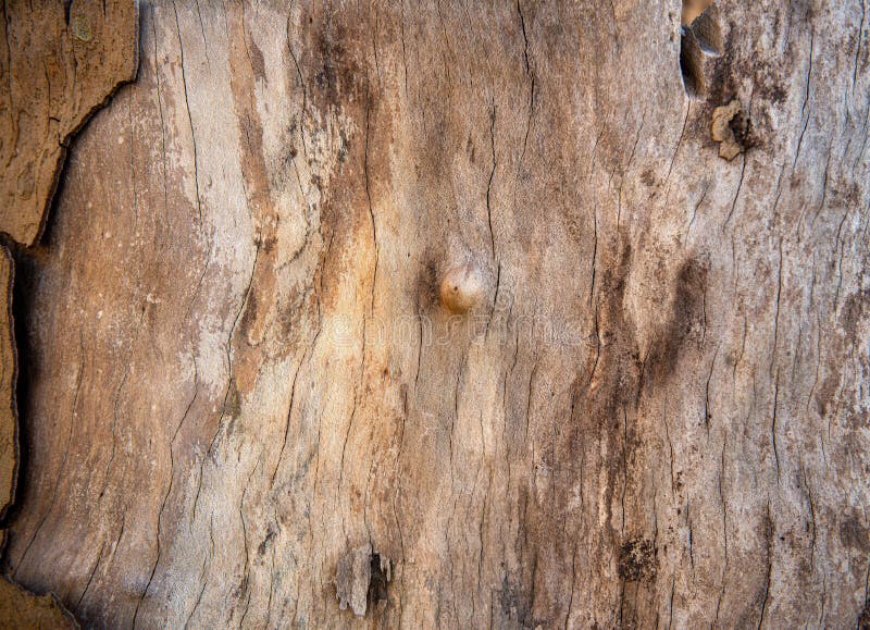 Peeled tree trunk stock photo. Image of bark, crevice - 177467062