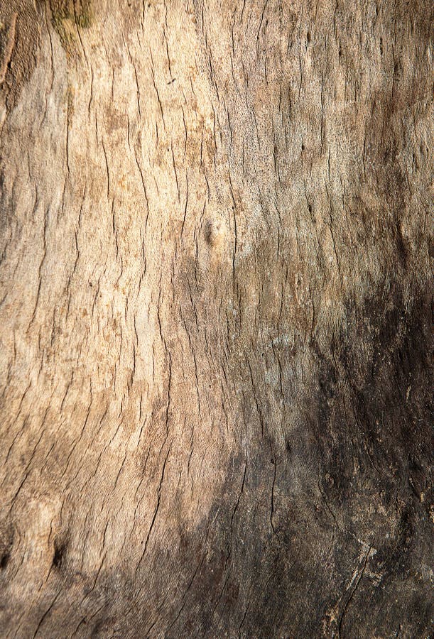 Peeled trunk stock image. Image of cortex, tree, forrest - 72768337