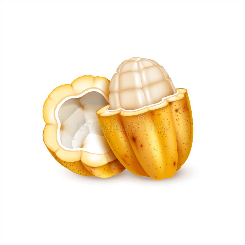 Peeled Raw Cocoa Fruit Isolated on White Background Stock Vector ...