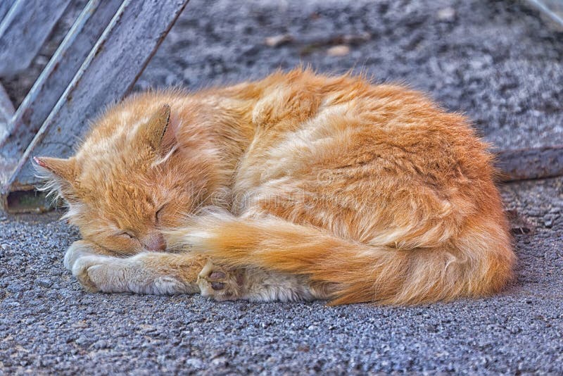Red Cat Sleeping Coiled Stock Photos - Free & Royalty-Free Stock Photos ...