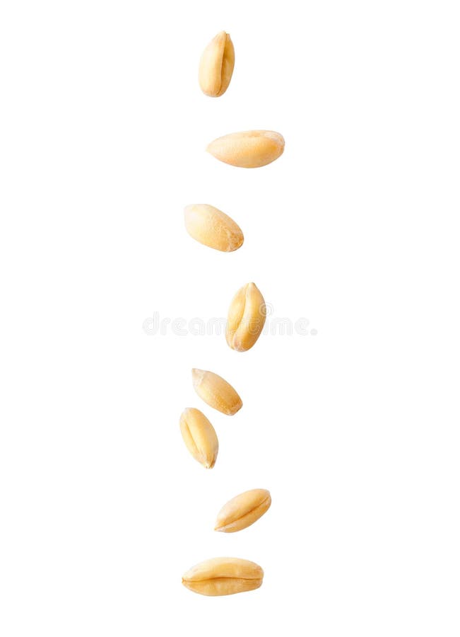 Peeled Ripe Wheat Seeds Falling Down Stock Photo - Image of falling ...