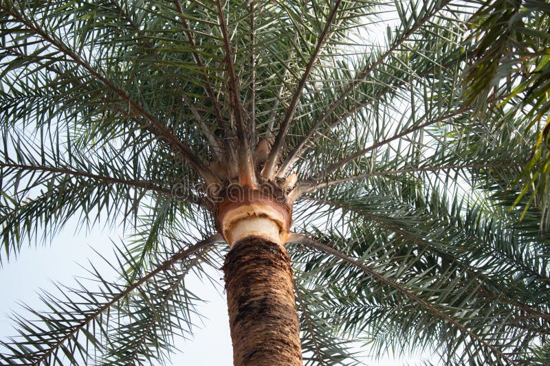 Peeled To Extract Palm Sap Tree Trunk Stock Image - Image of tropics ...