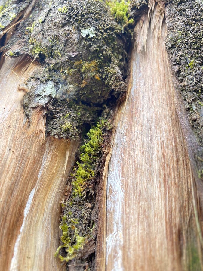 Peeled Tree stock image. Image of leaf, geology, grass - 265402103