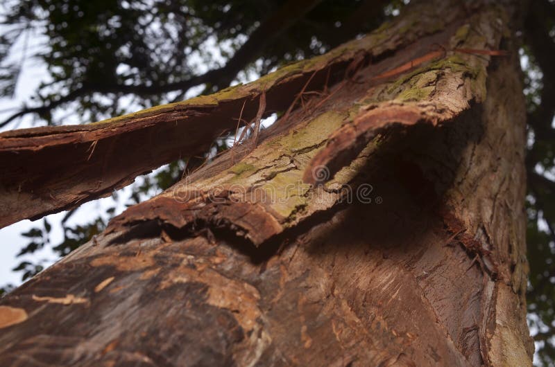 Peeled tree skin out stock photo. Image of wood, peeled - 192505816