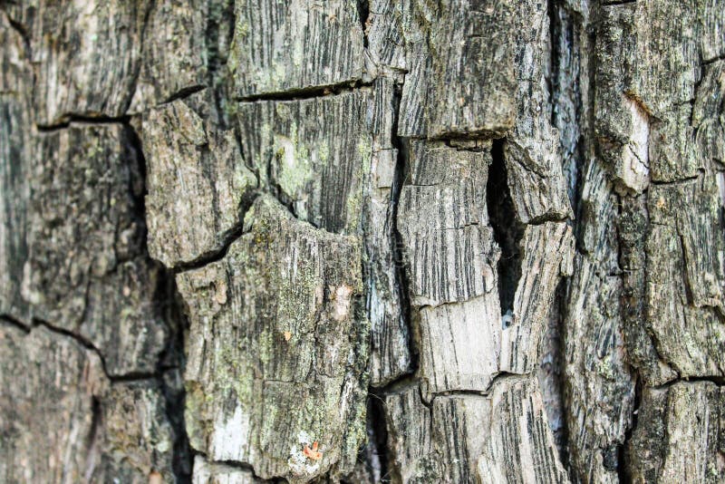Peeled Trunk Tree stock photo. Image of plant, wood, rough - 87117066