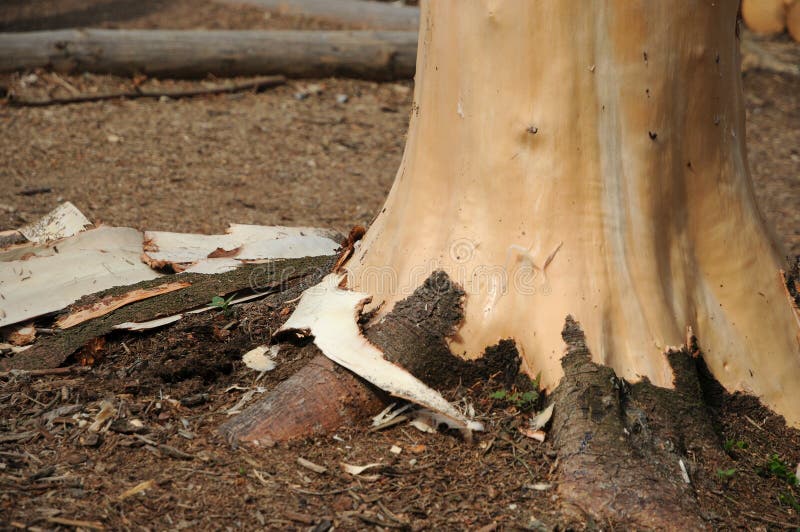 Peeled Trunk Tree stock photo. Image of plant, wood, rough - 87117066