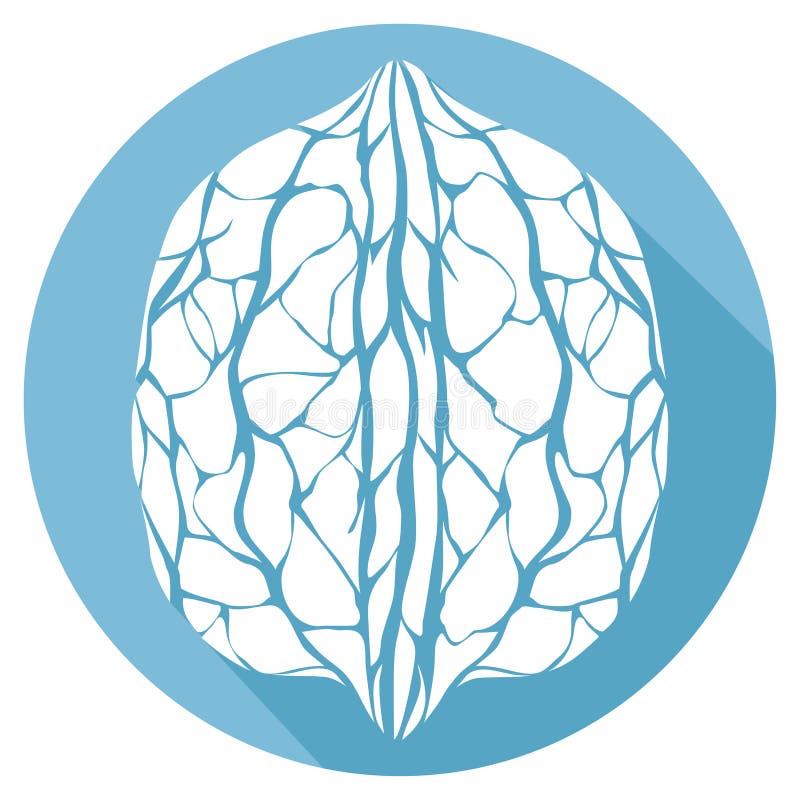 Walnut stock vector. Illustration of husks, cuisine, botany - 34102151