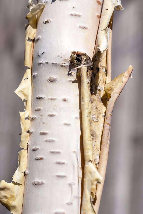 Close-up of a Birch Tree Trunk Stock Image - Image of aged, growing ...