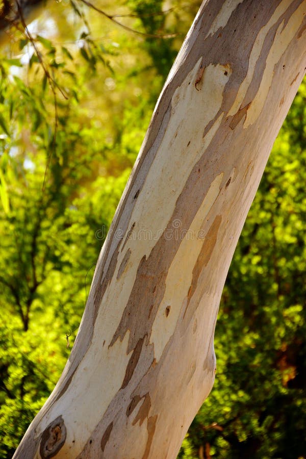 Peeling Bark on Eucalyptus Tree Trunk Stock Image - Image of natural ...