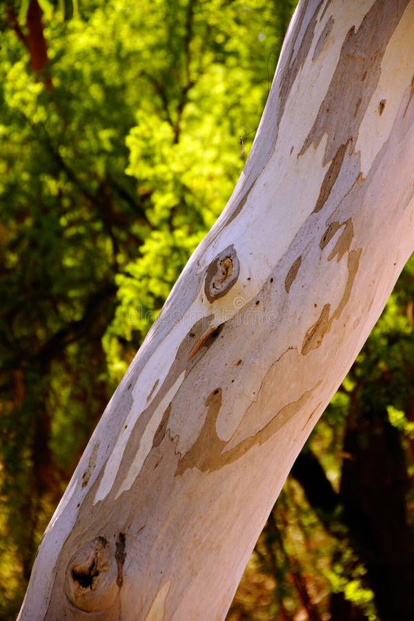 Peeling Bark on Eucalyptus Tree Trunk Stock Image - Image of pattern ...
