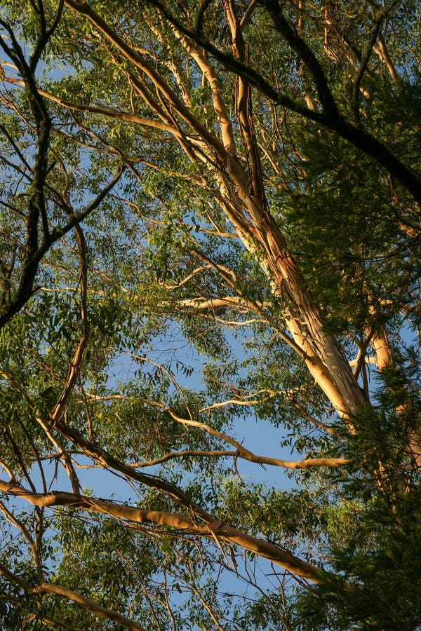 Peeling Bark and Foliage of Eucalyptus Tree Towering High Stock Photo ...