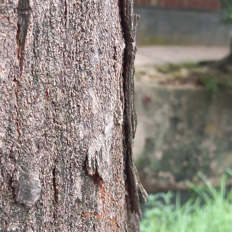 The Peeling Bark of a Large Tree Creates a Real Harmony of Life Stock ...