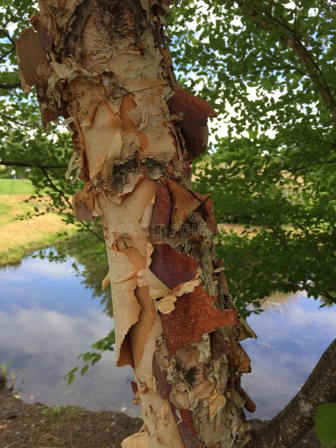 Peeling bark stock photo. Image of trunk, bark, colored - 72815994