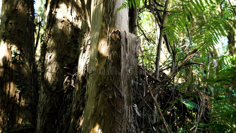 Peeling Bark of an Old Tree in the Jungle Stock Footage - Video of ...