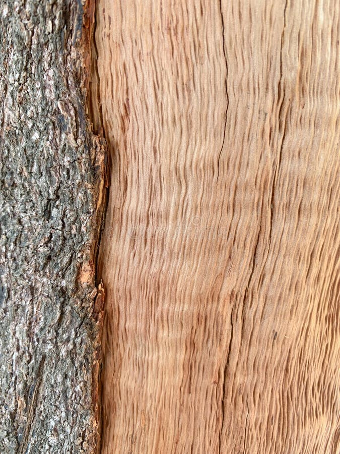 Peeling Bark Pattern is Seamless Texture from Tree. Stock Image - Image ...