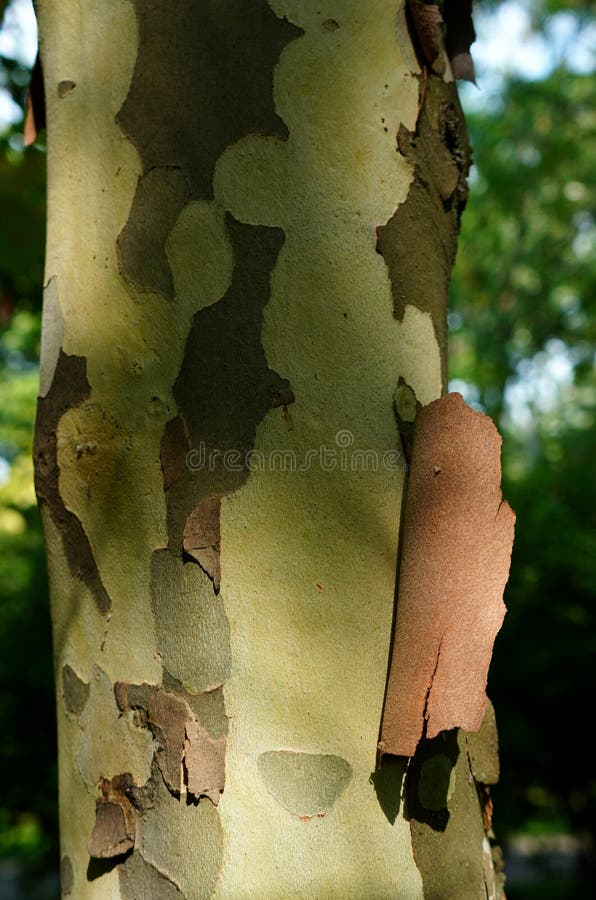 Peeling Bark of Platanus Tree Stock Image - Image of tree, bark: 257186665
