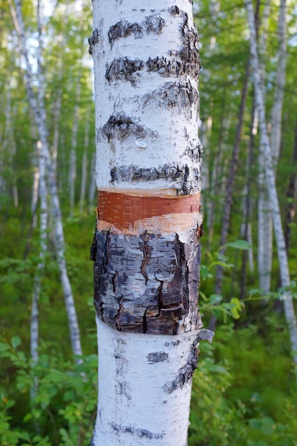 Peeling Bark on Silver Birch Tree in Inner Mongolia, China Stock Photo - Image of woodland ...