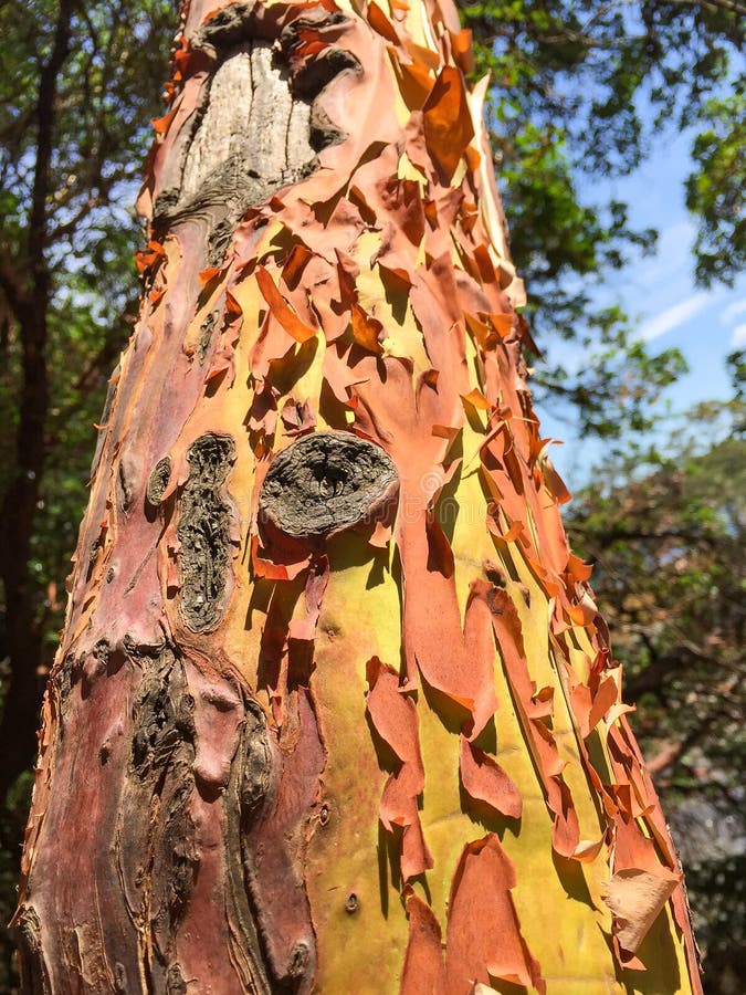 Peeling Bark on a Tall Tree Stock Photo - Image of nature, background ...
