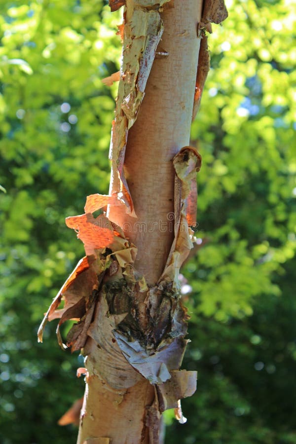 The Peeling Bark of the Trunk of a Himalayan Birch Tree Stock Image ...