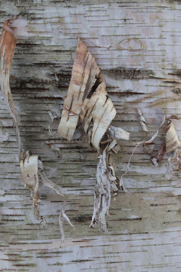 Peeling birch bark stock image. Image of paper, peeling - 137703317