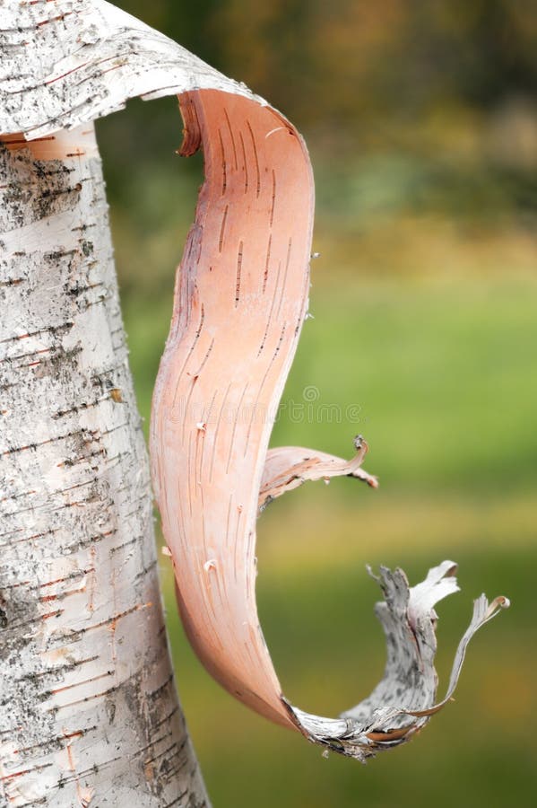 Peeling Birch Tree Bark stock photo. Image of wood, bark - 7207750