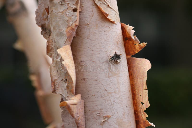 Peeling Birch Trees stock image. Image of exfoliation - 7208525