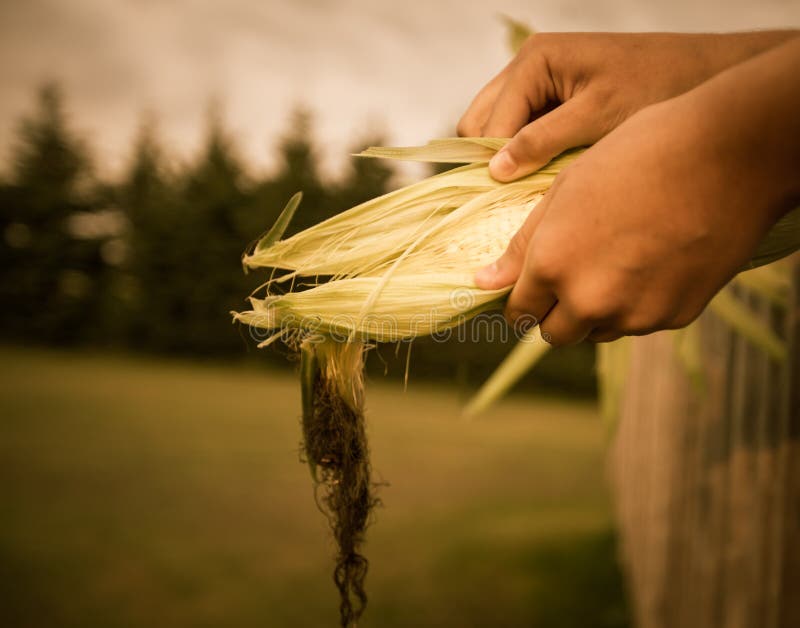Peeling corn stock image. Image of outdoors, organic - 69904725