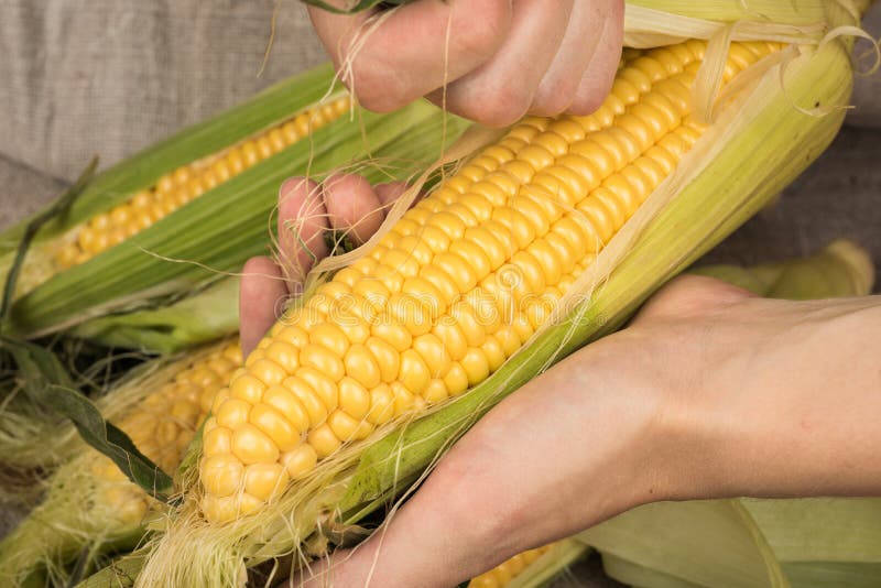 Hands Peeling Corn stock photo. Image of silk, peels - 15231148