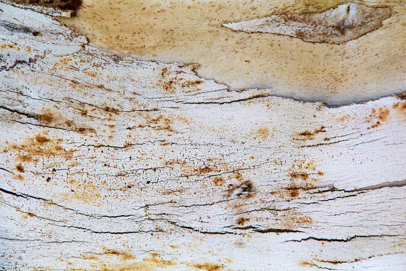 Textured Peeling Tree Bark Repeating Pattern Stock Photos - Free ...