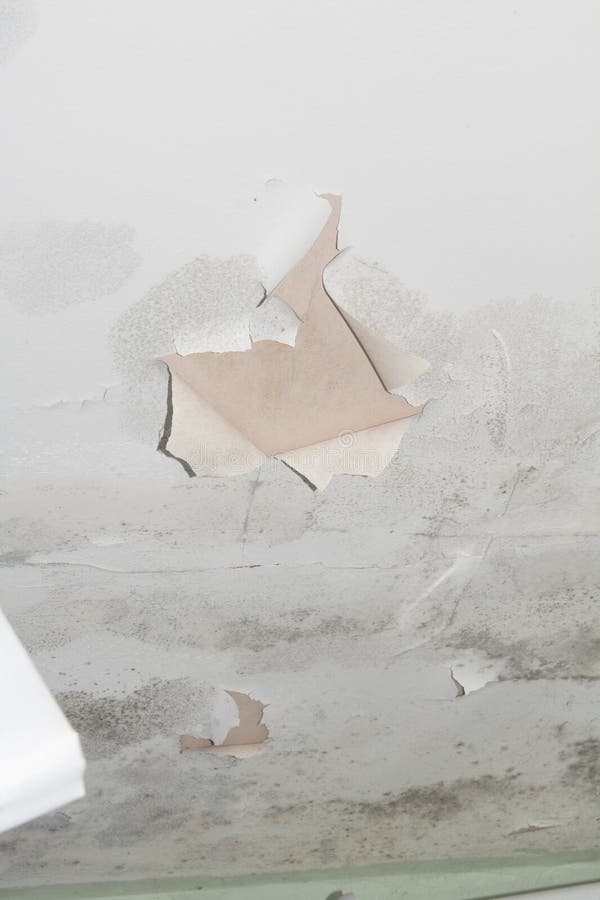 Peeling Damaged Flaking and Falling Down Paint on a Ceiling in a Damp ...