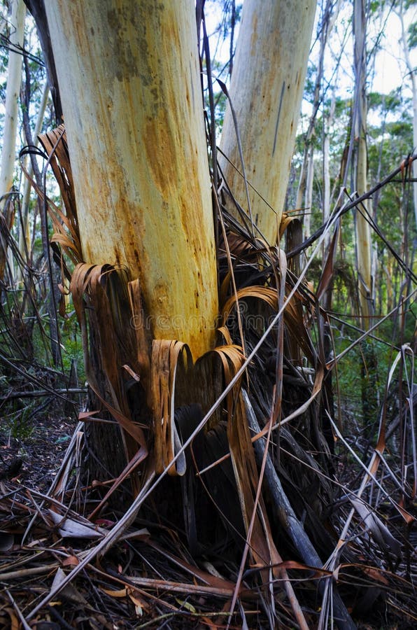 Peeling Eucalyptus Bark Texture in Australian Wilderness Stock Image ...