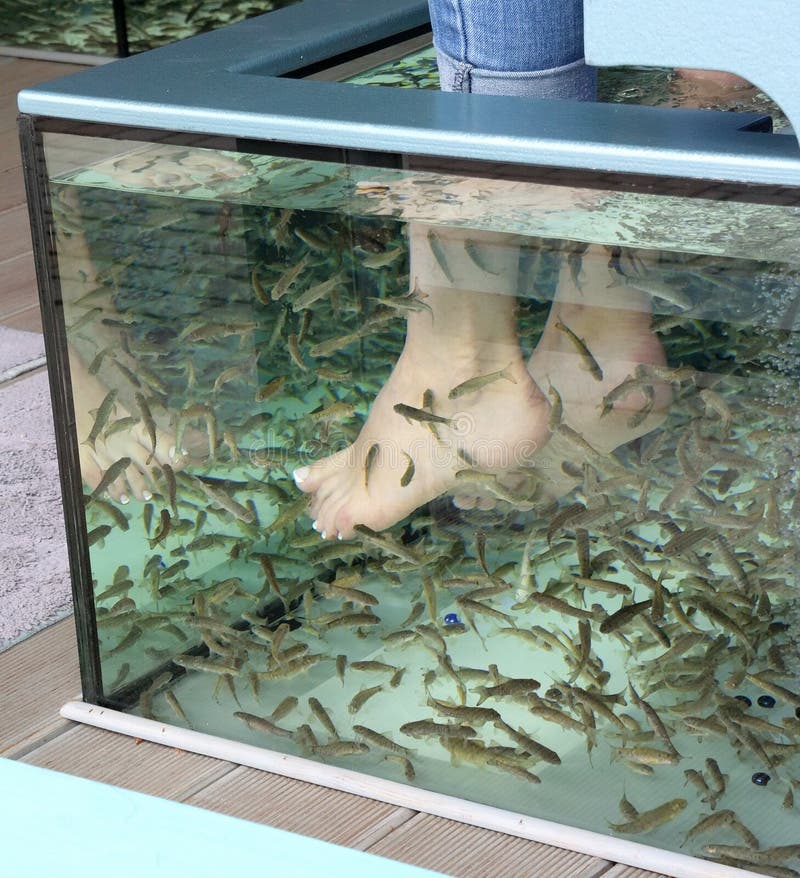 Peeling Garra Rufa fish stock photo. Image of rufa, sochi - 83984168