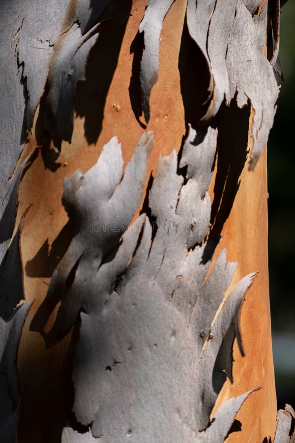 Peeling Grey Bark Making Pattern Against Salmon Coloured Eucalyptus ...