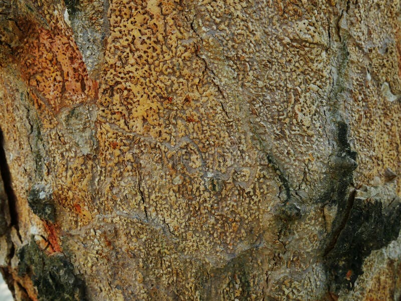 The Peeling Jackfruit Tree Skin is Very Exotic and Amazing Stock Photo ...