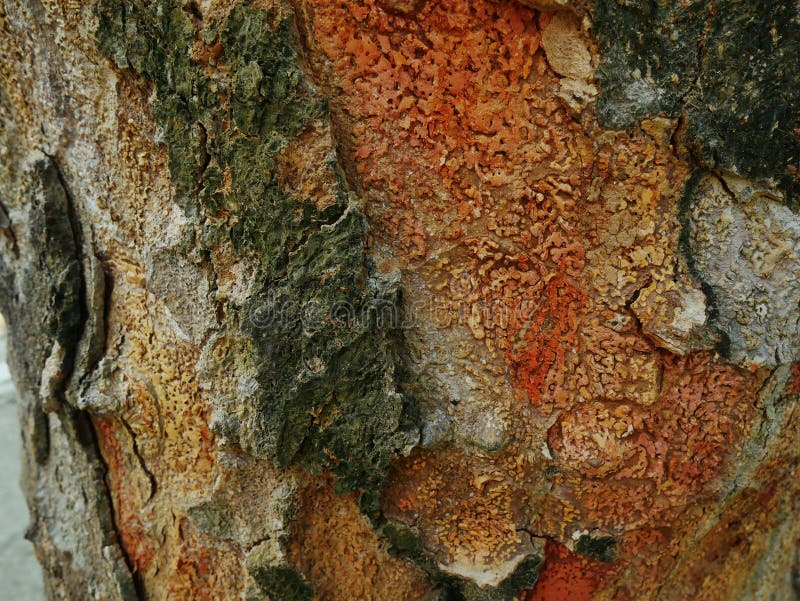 The Peeling Jackfruit Tree Skin is Very Exotic and Amazing Stock Image ...