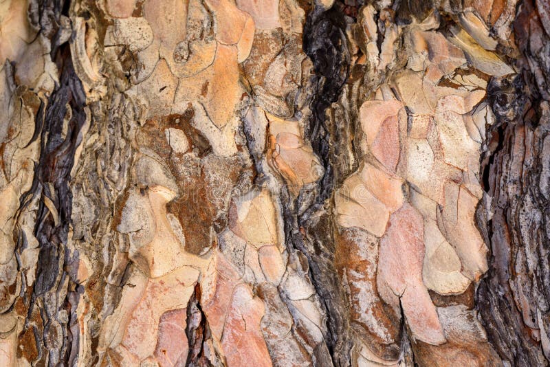 Peeling Scale-like Thin Layers on Pine Bark, Tree Growth Stock Photo ...