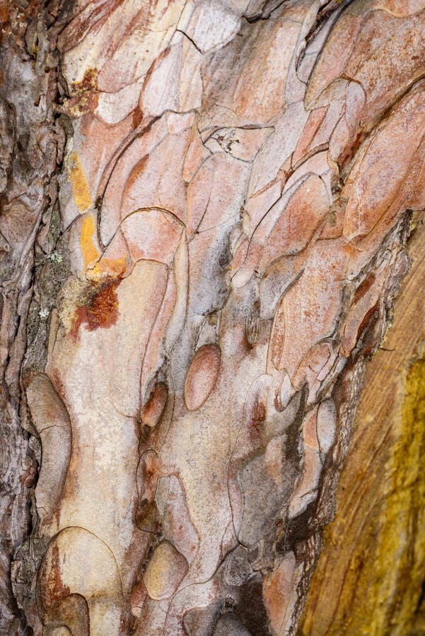 Peeling Scale-like Thin Layers on Pine Bark, Tree Growth Stock Image ...