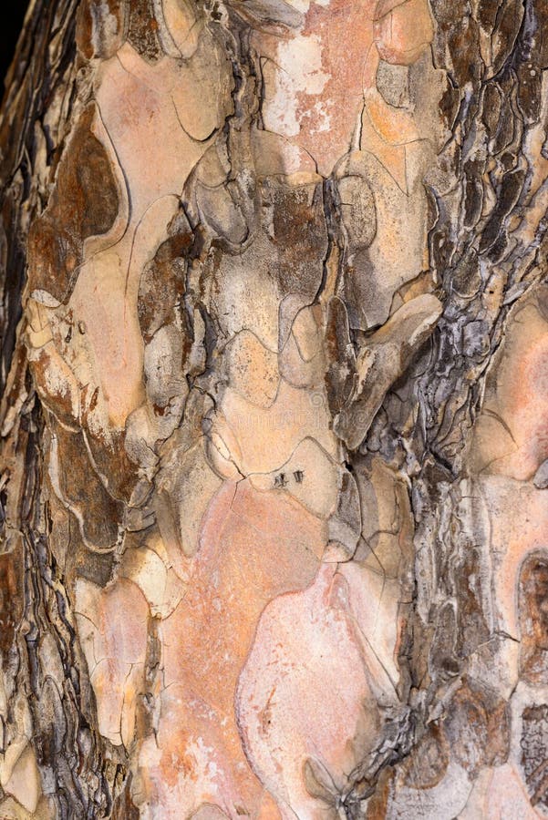 Peeling Scale Like Thin Layers Pine Bark Tree Growth Stock Photos ...