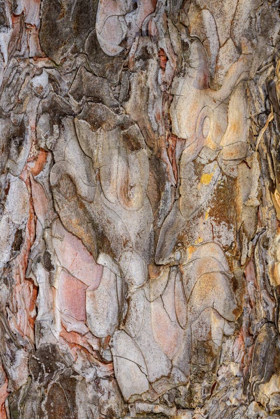 Peeling Scale-like Thin Layers on Pine Bark, Tree Growth Stock Image ...