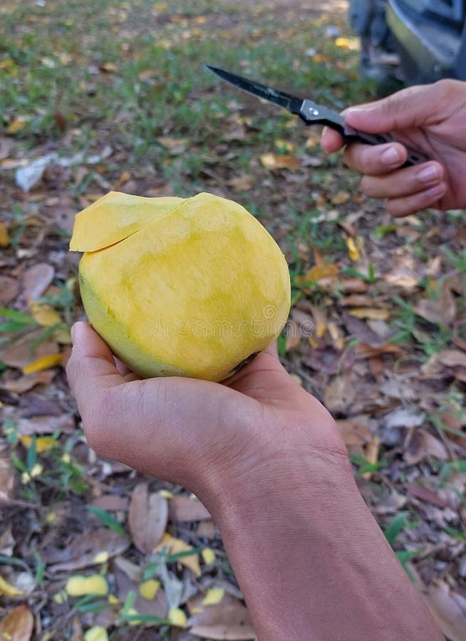 Peeling the Sweetest Yellow Mango with a Knife Stock Photo - Image of ...