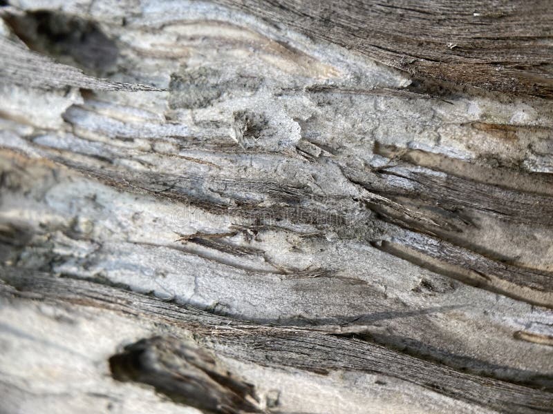 Peeling Tree Bark Edges stock image. Image of natural - 215474911