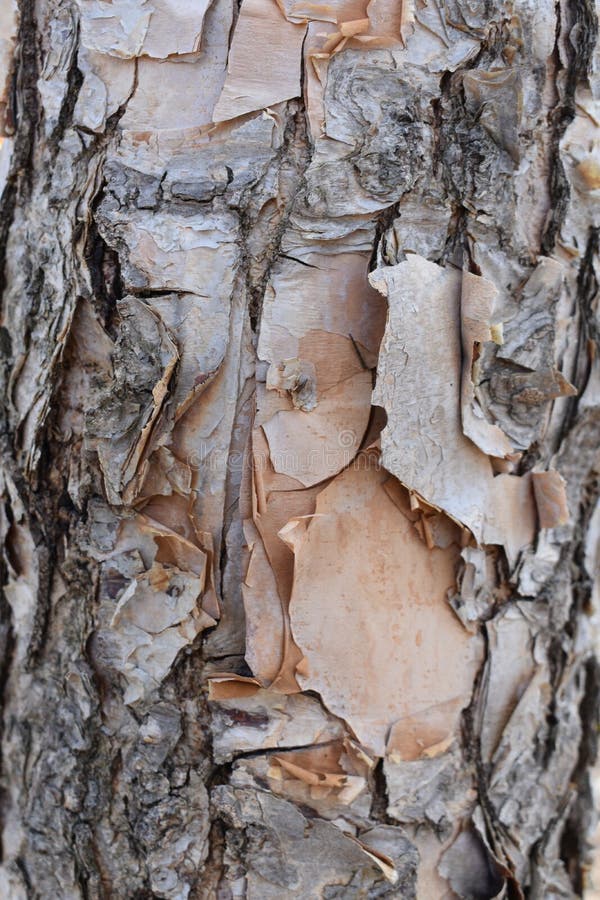 Peeling tree bark stock photo. Image of texture, background - 118380804