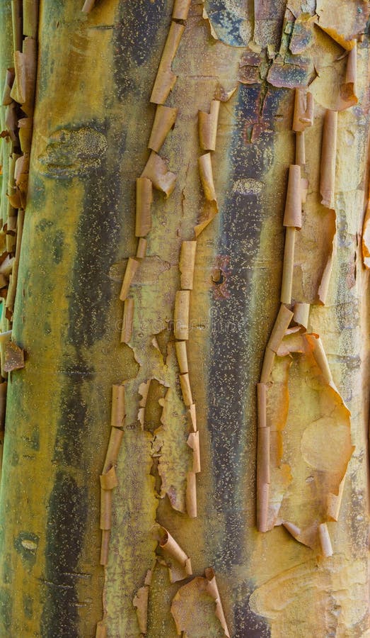 Peeling Tree Bark Showing Rough Texture Stock Photo - Image of wood ...