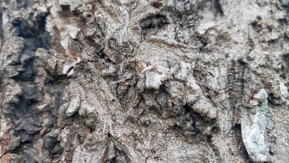 Peeling Tree Bark when Viewed from a Close Distance Stock Image - Image ...