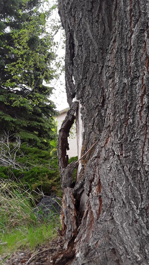 Peeling tree stock image. Image of peeling, nature, bark - 148103687